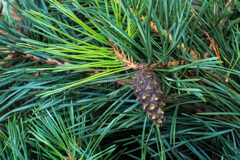 Branche De Pin Avec Des Cônes Image stock - Image du branchements ...