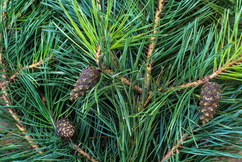 Branche De Pin Avec Des Cônes Image stock - Image du forêt, conifère ...