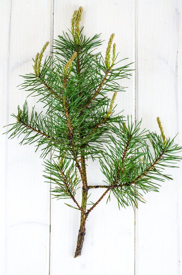 Branche De Pin Avec Des Cônes Image stock - Image du sapins, écossais ...