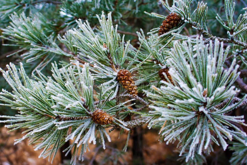 Buisson de sapin photo stock. Image du saison, tressé - 31333334