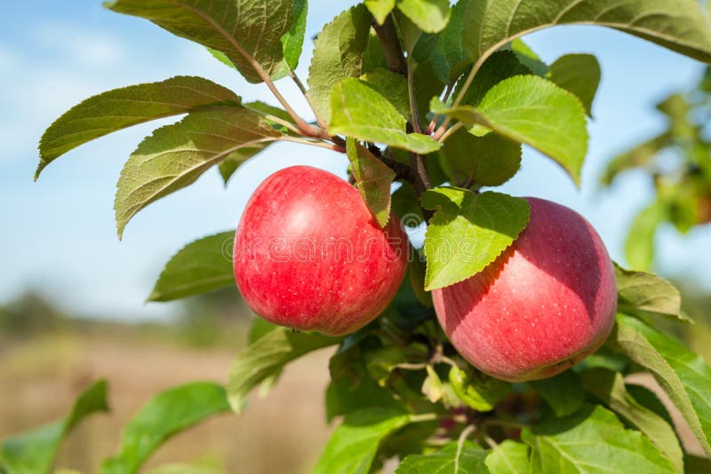 Branche De Pommier Avec Deux Pommes Rouges Dans Rustique Photo stock ...