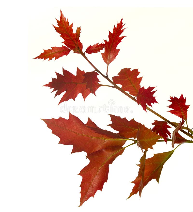 Branche Des Feuilles D'automne Rouges Image stock - Image du orange ...
