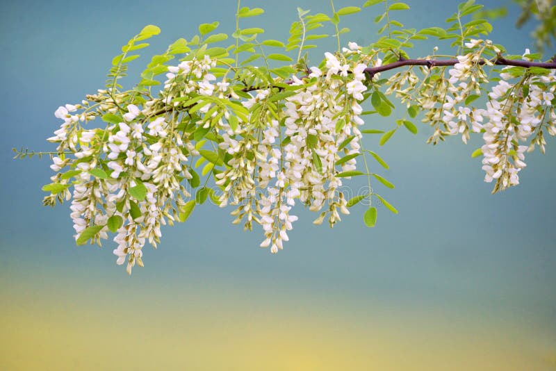 Fleurs, Lame Et Graines D'acacia Image stock - Image du fleurs, graines ...