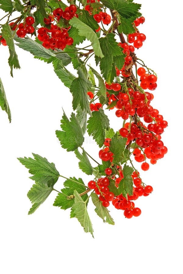 Branche Des Groseilles Rouges D'isolement Sur Le Blanc Photo stock ...