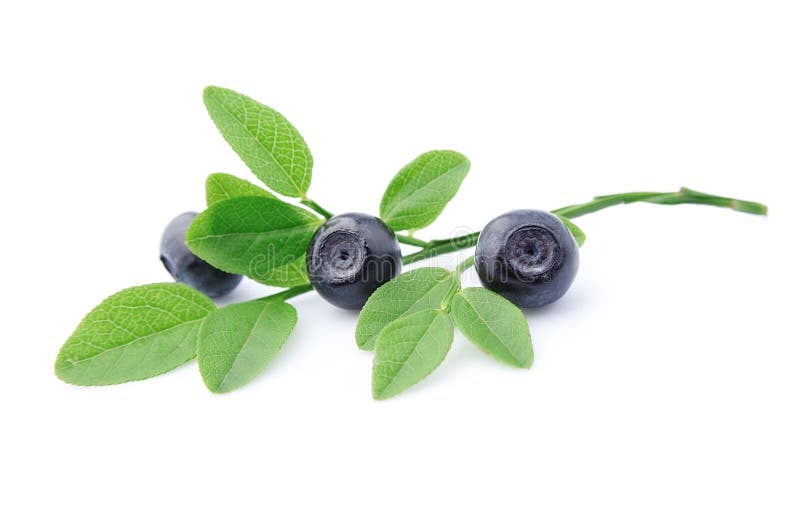 Branche des myrtilles image stock. Image du myrtille - 55806733
