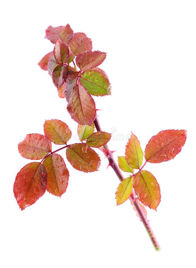 Branche Rose D'automne De Couleur D'isolement Sur Le Blanc Image stock ...