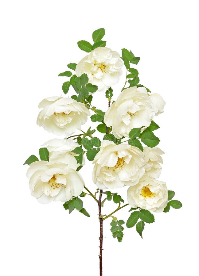 Branche Rose Sauvage Blanche Image stock - Image du floral, branchement ...