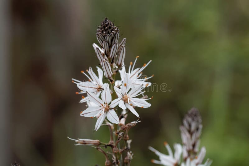 Branched Asphodel, Asphodelus Ramosus Stock Image - Image of asphodel ...