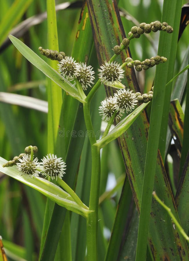 Branched Bur-reed stock image. Image of pond, wiltshire - 67335477