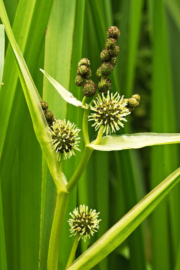 Branched Bur-reed stock image. Image of pond, wiltshire - 67335477