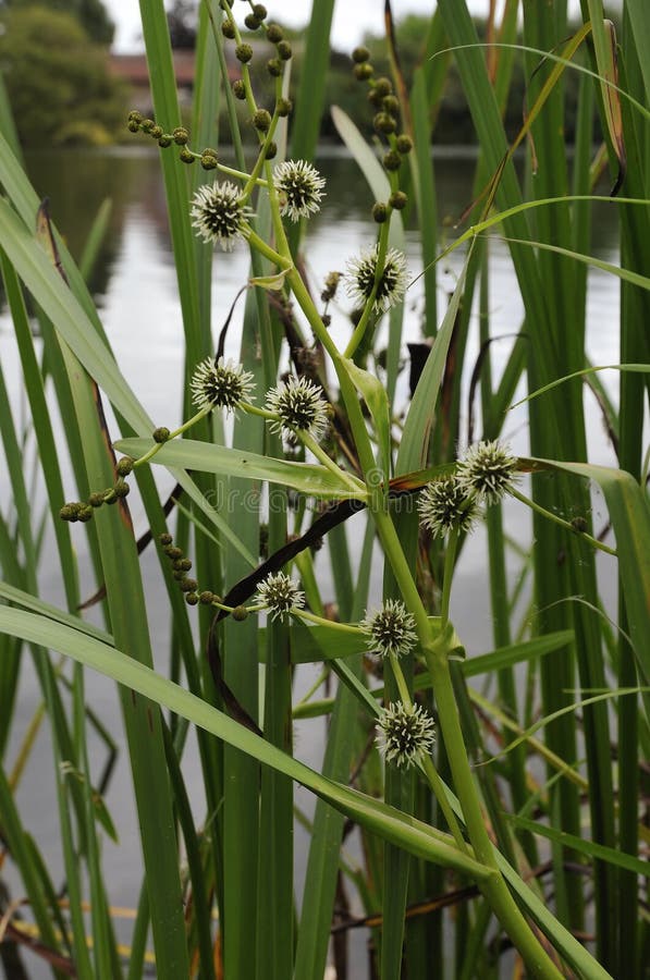 Branched Bur-reed stock image. Image of pond, wiltshire - 67335477