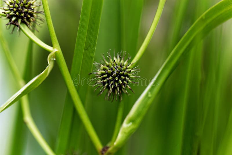 Branched Bur Reed, Sparganium Erectum. Stock Image - Image of lake ...