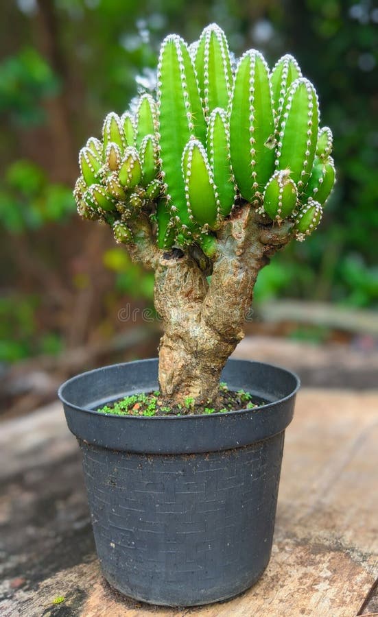 Branched Cactus Tree in Pot Stock Image - Image of background ...