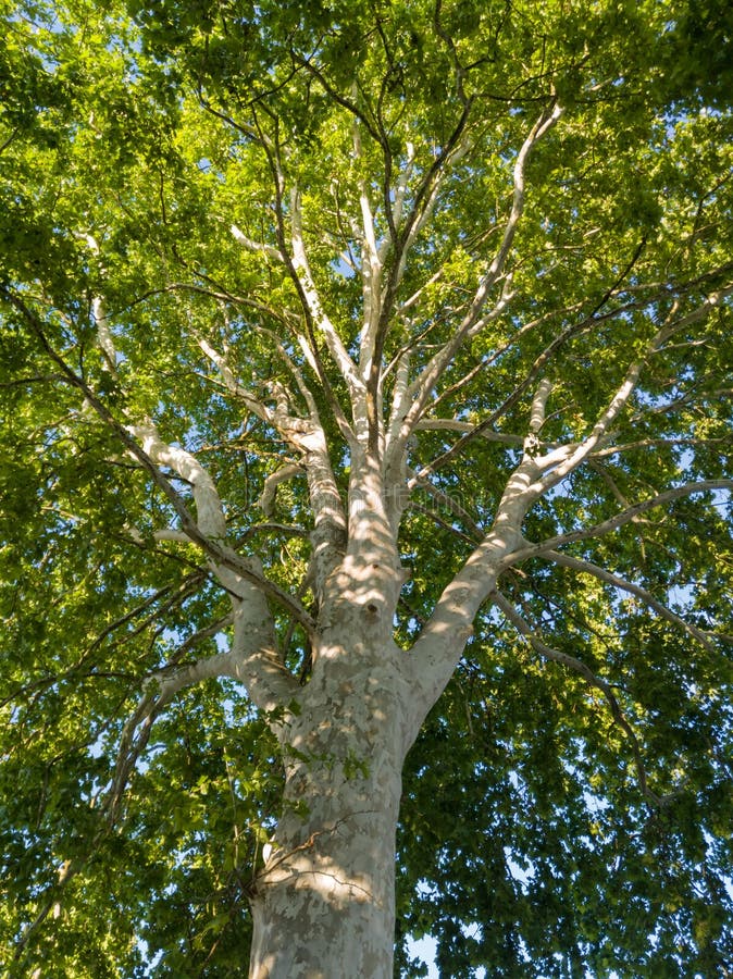 Branched Canopy with Green Leaves on a Plane Tree in Summer Stock Image ...