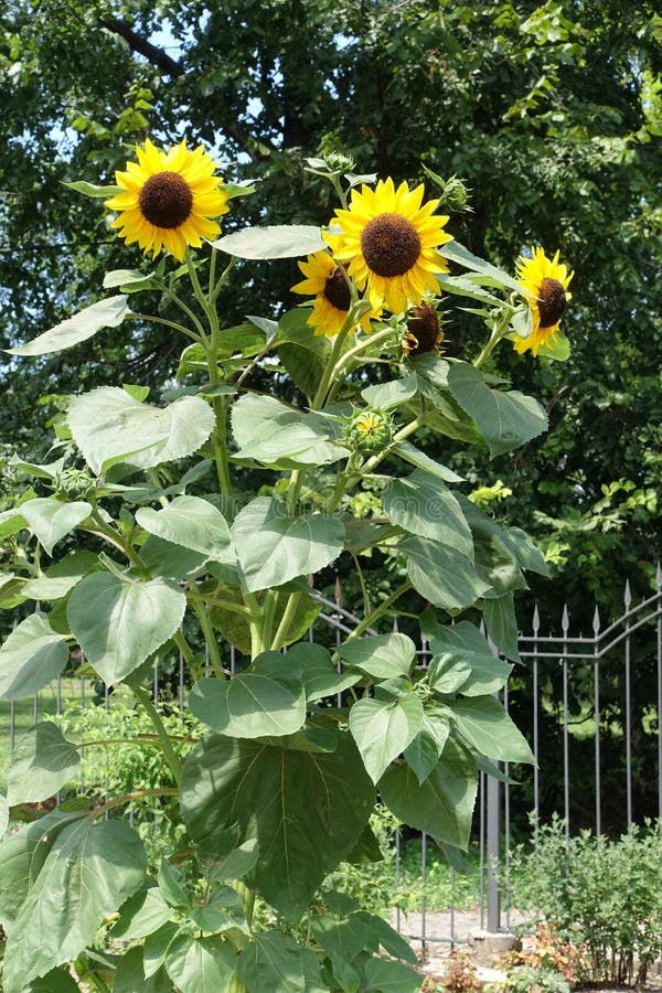 Sunflower branched stock image. Image of seed, hybrid - 42872259