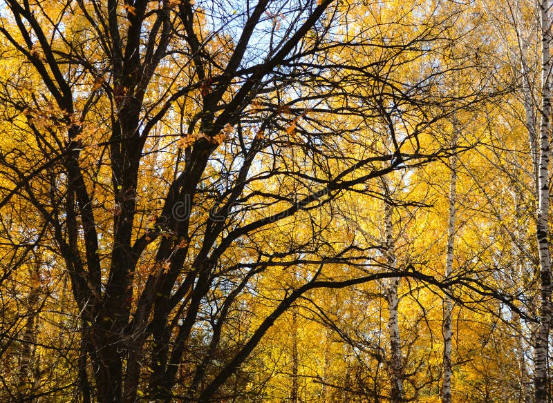 Branched Large Leafless Tree in the Shade in the Autumn Forest Stock ...