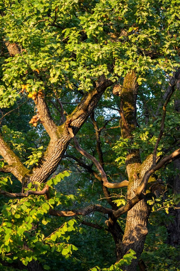Branched Oak Trees with a Green Crown Stock Image - Image of trunks ...