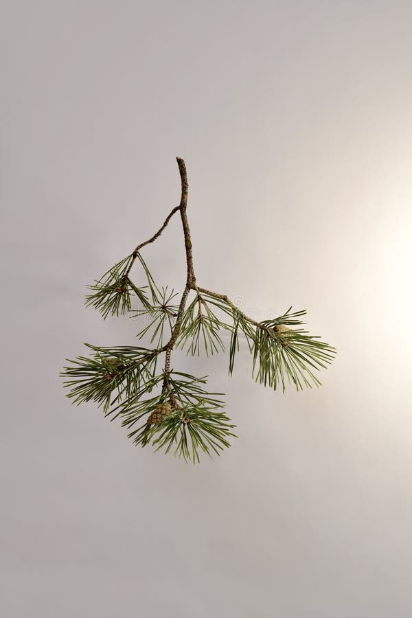 Branched Pine Branch with Sparse Needles and Cones Stock Photo - Image ...