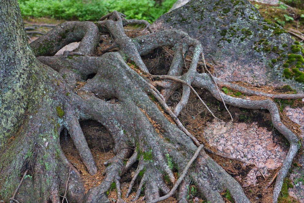 Branched roots of a tree stock photo. Image of forest - 165006442