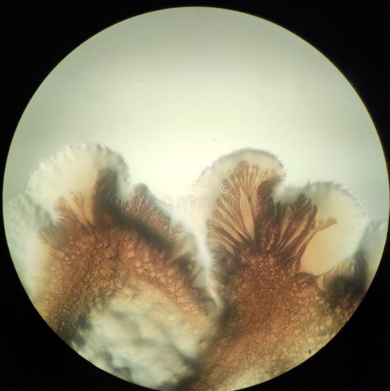 The Beautiful Art of Bacteria - Microscope View of Bacillus and Other ...