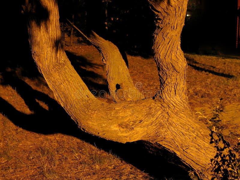Branched Tree stock photo. Image of time, tree, illuminate - 525108