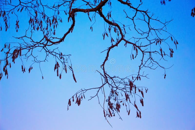 Branched Tree Branch Against Blue Sky in the Evening_ Stock Photo ...