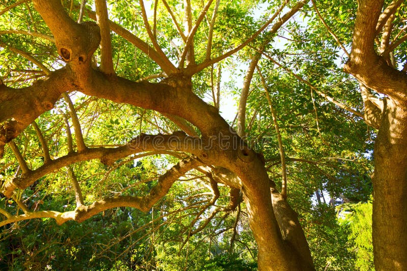 Branched tree crown stock photo. Image of garden, christ - 56781736