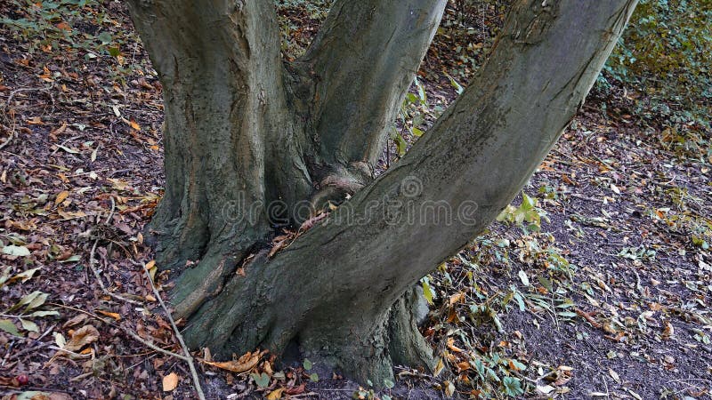 Branched Tree. Group of Trees, Three-piece Trunk Stock Image - Image of ...