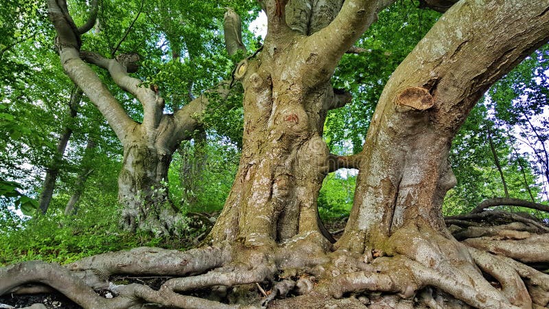 Branched tree root stock photo. Image of branch, trunk - 192192522