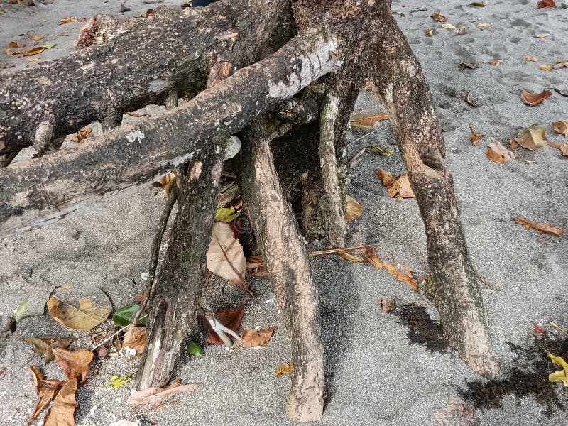 Branched tree roots stock image. Image of tree, branched - 269375553