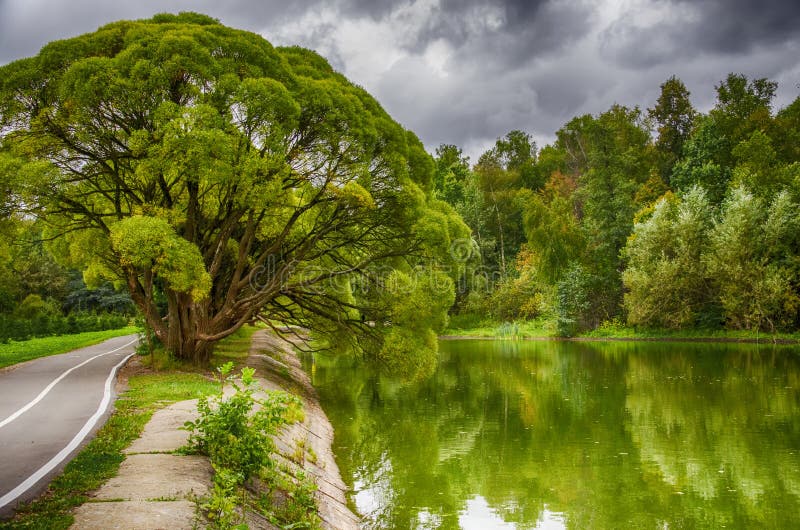 Branched tree by the water stock photo. Image of landscape - 59262848