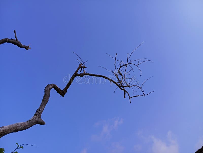 Branched Trees and Dry Dead Twigs Look Beautiful Against the Blue Sky ...