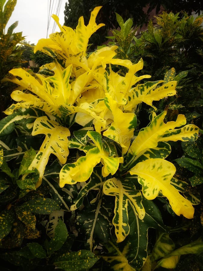 Yellow Croton Plant in Summer Background Stock Photo - Image of green ...