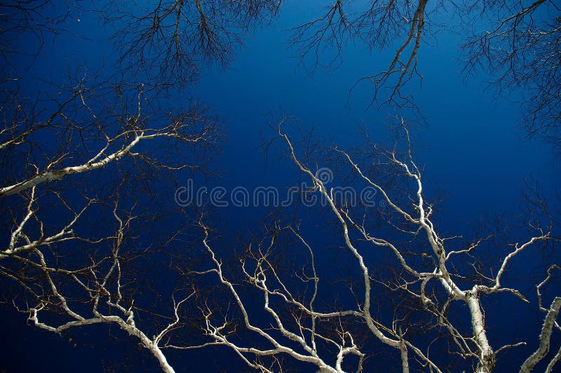 Branchement Blanc En Ciel Bleu Image stock - Image du brindille ...
