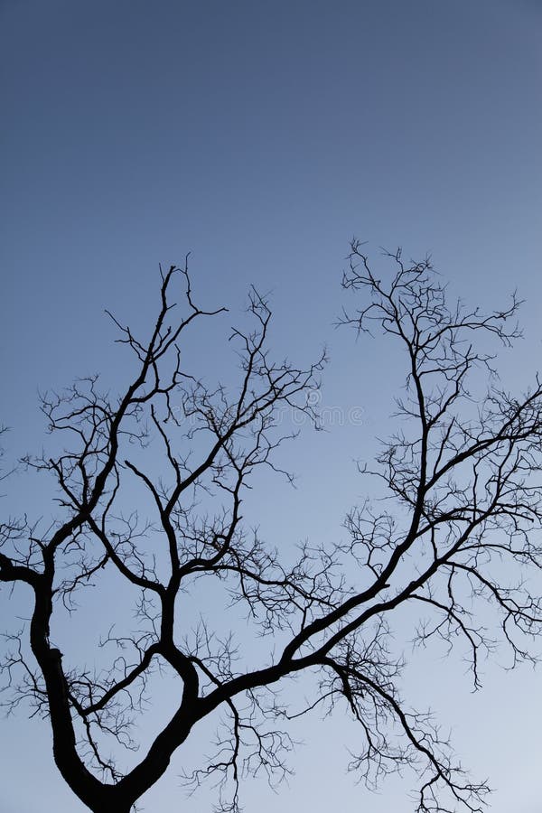 Arbres Sans Feuilles Pendant La Saison Sèche Photo stock - Image of ...