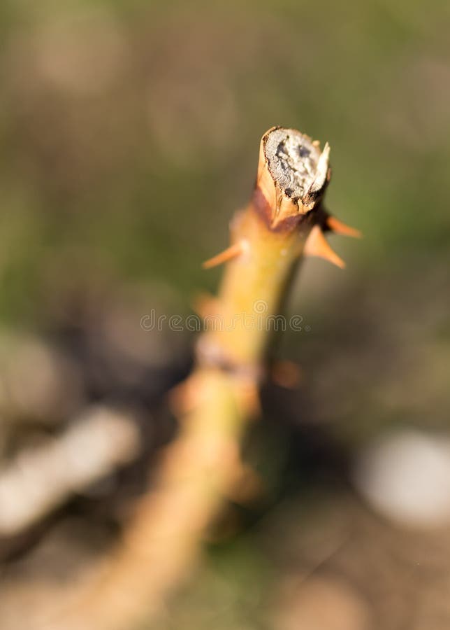 Branchement d'arbre sec image stock. Image du nature - 102344631