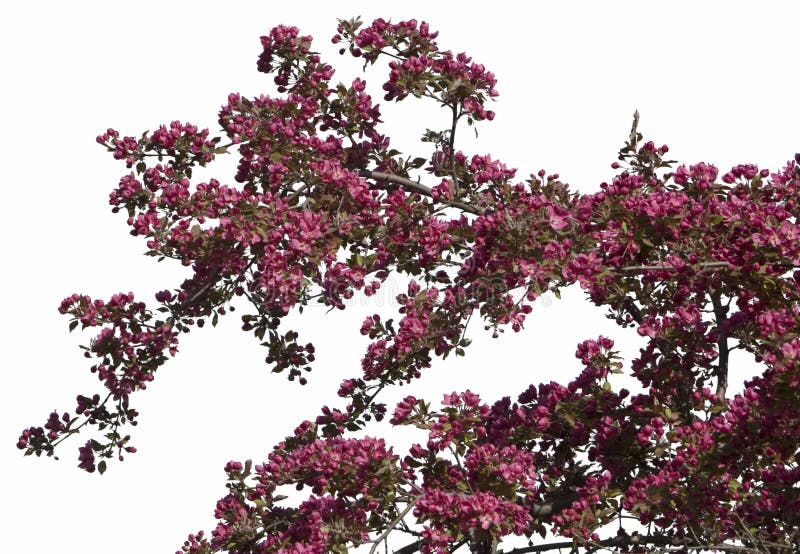 Branchement D'isolement De Pomme Sauvage Image stock - Image du ...