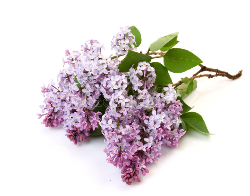 Branchement d'un lilas photo stock. Image du ressort - 13067314