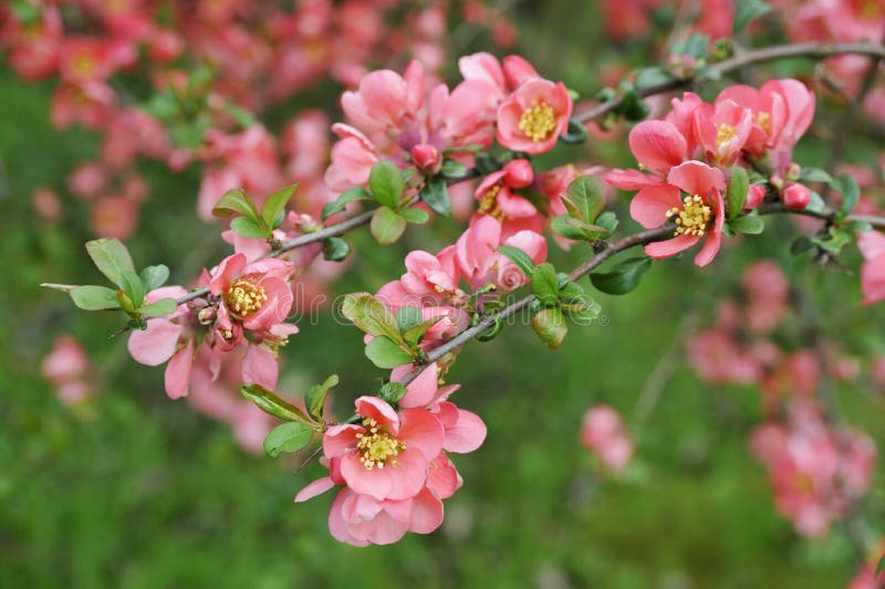 Fleurs Rouge Vif De Coing Japonais Maules Coing Chaenomeles Japonica ...