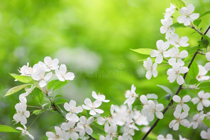 Branchement De Floraison De Prunier Photo stock - Image du fond, nature ...