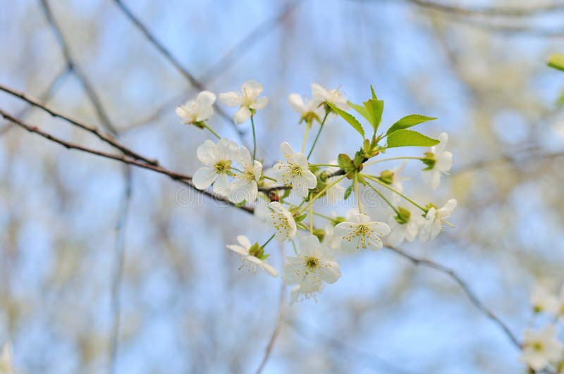 Branchement De Floraison De Prunier Image stock - Image du neuf ...