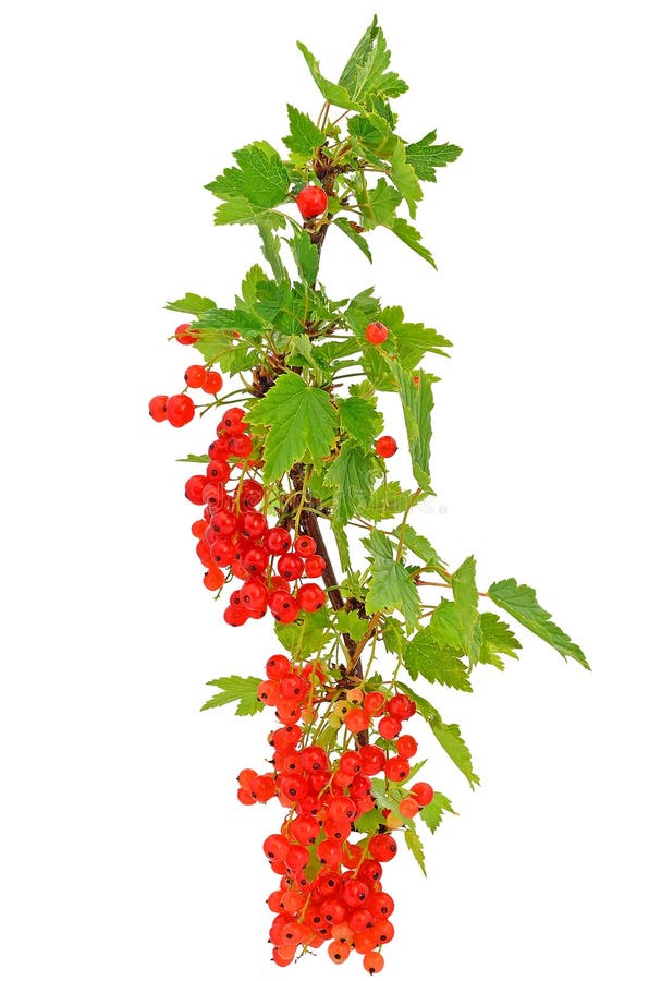 Branchement De Groseille Rouge Image stock - Image du sain, groupe ...