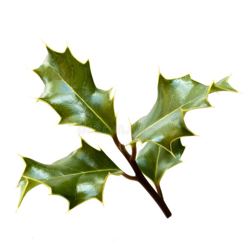 Branchement de houx image stock. Image du pointu, décembre - 4871673