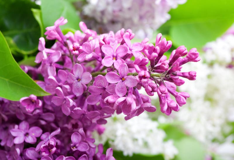 Branchement de lilas image stock. Image du lilas, blanc - 25800063