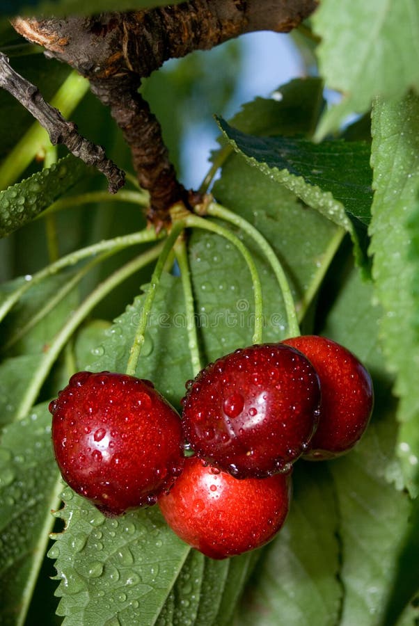 Branchement de merise photo stock. Image du régime, sensible - 10961124