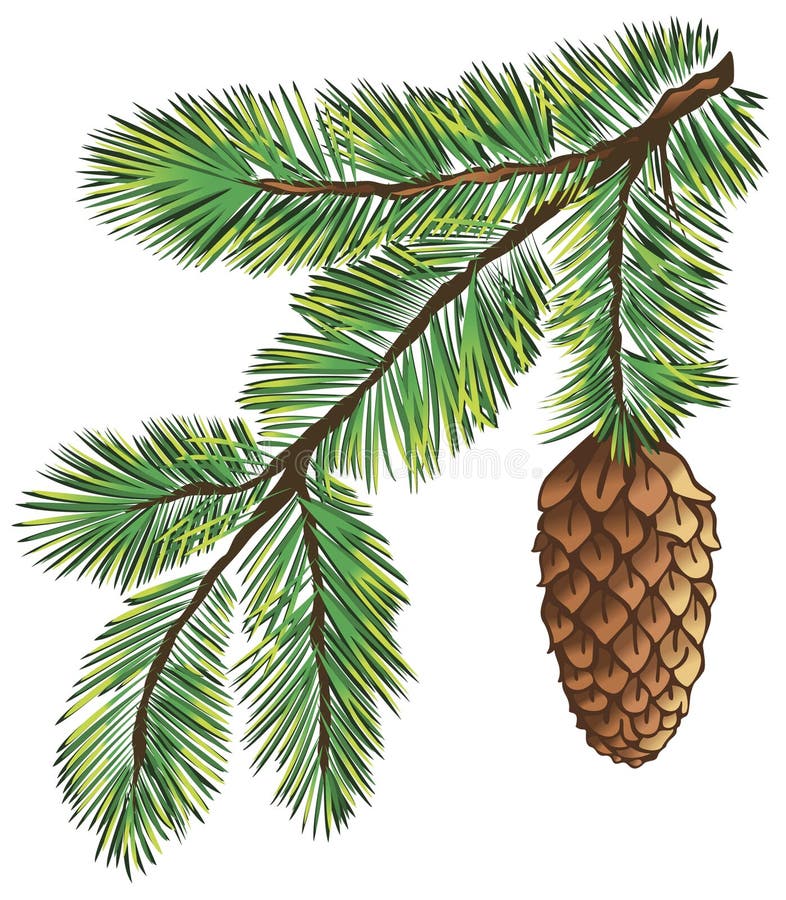 Branchement de pin illustration de vecteur. Illustration du floral ...