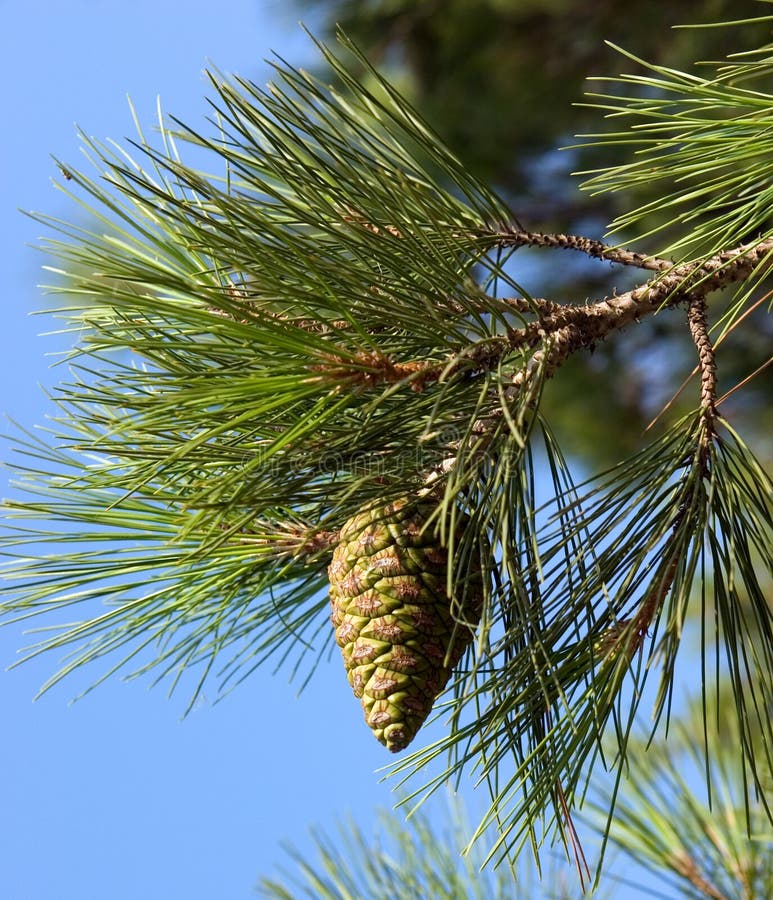 Branchement de Pin-arbre photo stock. Image du réception - 256924