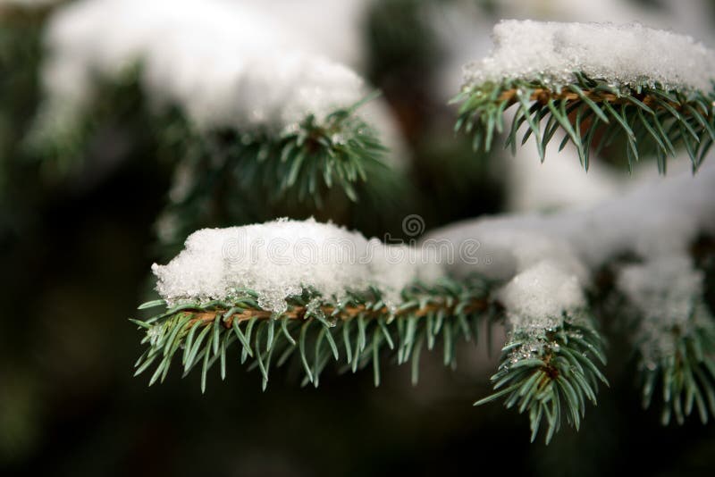 Branchement De Sapin Dans La Neige Photo stock - Image du blancheur ...