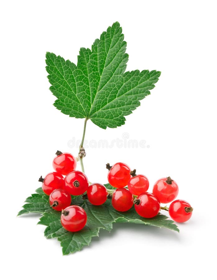 Branchement Des Groseilles Rouges Avec Des Lames Image stock - Image du ...