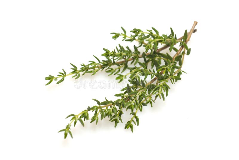 Branche de thym frais 2 photo stock. Image of assaisonnement - 3344034